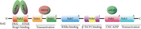 Structures Of Nrf2 And Keap1 Protein Domains A Nrf2 Consists Of 589