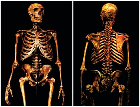 Neanderthal Skeleton Comparison
