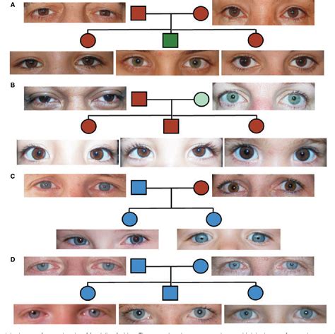 Dominant Vs Recessive Eye Color