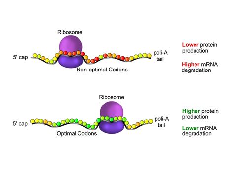 Its All In The Code Protein Production Effi Eurekalert