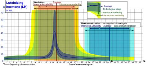Luteinizing Hormone Function Luteinizing Hormone Test And Normal Range