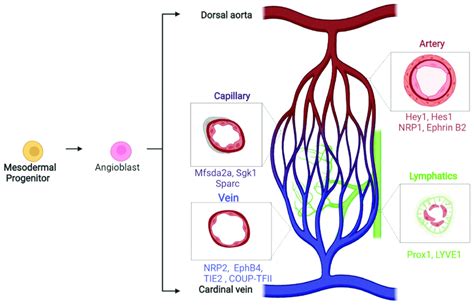 Schematic Illustrating The Major Markers Of Endothelial Diversity
