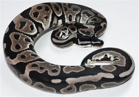 vpi axanthic leopard 66 clown ball pythons