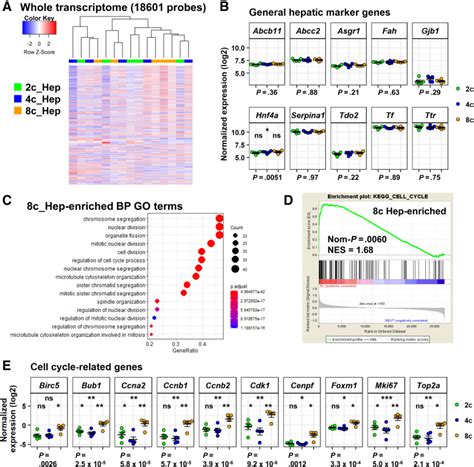transcriptomic dissection of hepatocyte heterogeneity linking ploidy