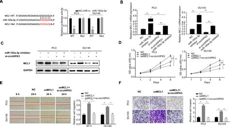 Circular Rna Circhipk3 Promotes Cell Proliferation And Invasion Of Pro