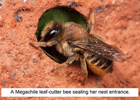 Solitary Bees