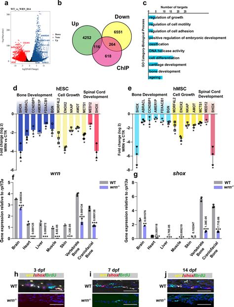 Integrative Analysis Of Rna Seq And Chip Seq In Chondrogenesis A