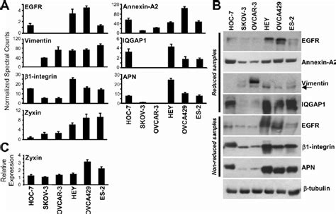 Validation Of Proteomic Profiles Of Selected Proteins By Western Blot