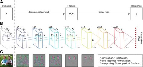 deep neural networks reveal a gradient in the complexity of neural