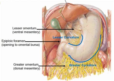 Peritoneal Folds Lesser Omentum And Greater Omentum New