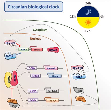 The Circadian Clock System Is A Complex Transcriptional–translational