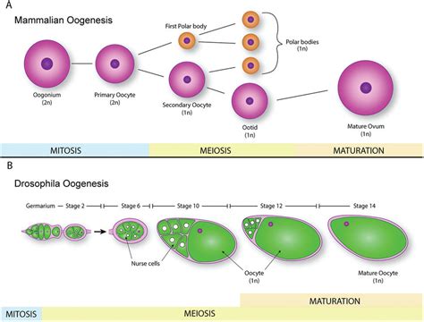 Give A Schematic Labeled Diagram To Represent Oogenesis Without Sexiz Pix