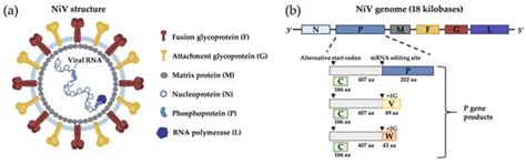 Viruses Free Full Text Nipah Virus An Overview Of The Current