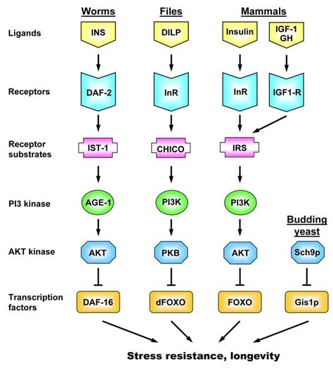 4 The Insulin Igf 1 Signaling Pathway Negatively Regulates Stress