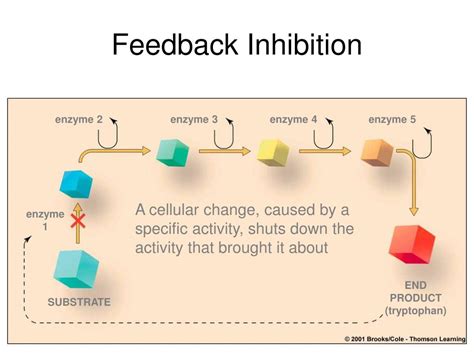 Ppt Biology 1 Powerpoint Presentation Free Download Id 3088353