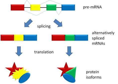 Eukaryotic Transcription Gene Regulation – Understanding Gene