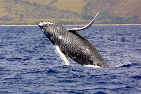 Where To Watch Humpback Whales From Shore Across Hawaii Hawaii Magazine