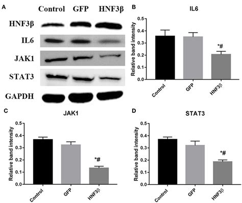 Influence Of Hnf3β Overexpression On Protein Expression Of Key Jak Stat
