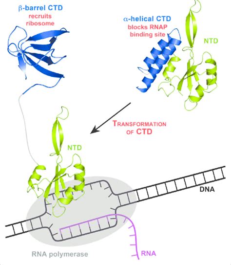 The Transformation Of Rfah Rfah In Ribbon Representation C Terminal