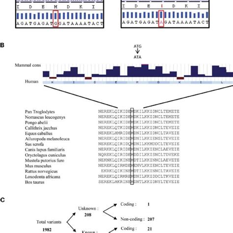 2 7 Mb Mcph4 Locus Sequencing Using 454 Roche Gs Flx A Sanger