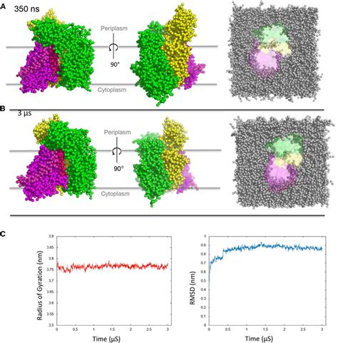 Coarse Grained Htl Model Pre And Post Simulation Shown Is The