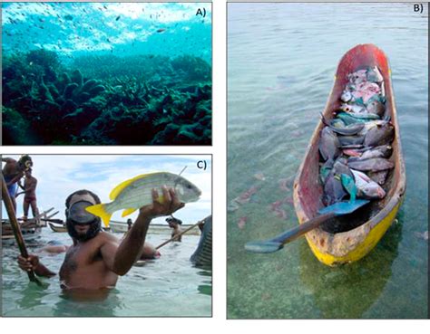Figure 1 From Comanagement Of Coral Reef Social Ecological Systems