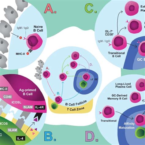 Functions Of The Pd1pdl1 Pathway On T Cells Differential Fates Of