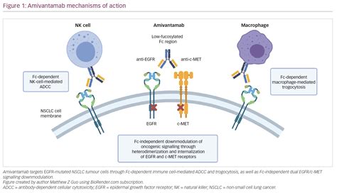 Amivantamab A Potent Novel Egfr C Met Bispecific Antibody Therapy For