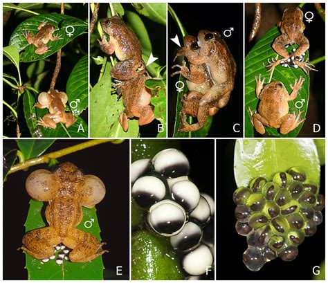 A Unique Mating Strategy Without Physical Contact During Fertilization