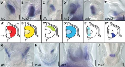 Details Of The Expression Of Some Of The Hox Genes In The Actinotrocha
