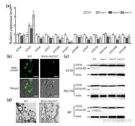 重庆大学邓伟团队发现slmyb72通过调控细胞自噬影响番茄花粉发育过程 知乎