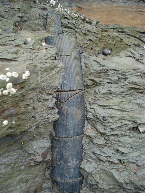Incredible Fossilized Trees Deeproot Blog