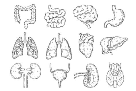 Premium Vector Human Internal Organs Hand Drawn Sketch Vector Set