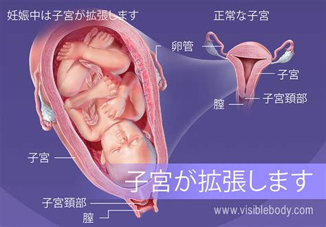 女性生殖器の構造