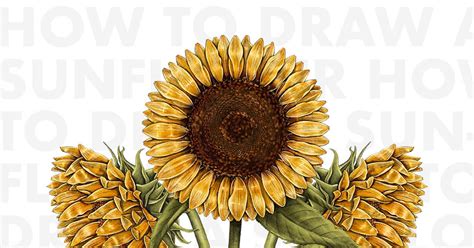 Learn To Draw A Sunflower In Procreate For Beginners