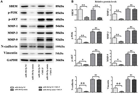Mirna 186 5p Inhibits Migration Invasion And Proliferation Of Breast