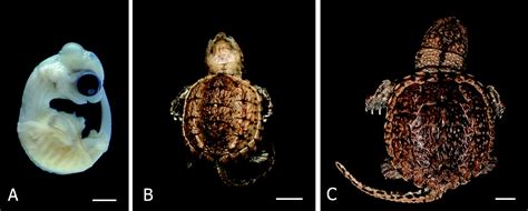 Turtle Embryology Stages Of Development