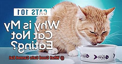 What Good Cats Cannot Eat