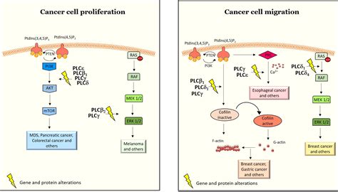 Ijms Free Full Text Phosphoinositide Dependent Signaling In Cancer