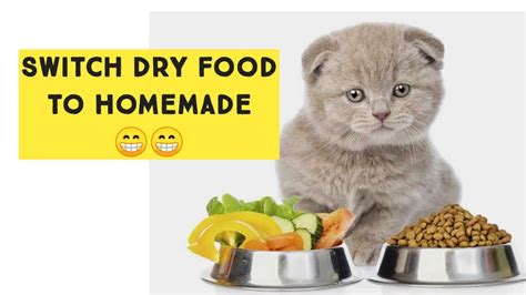 How To Switch Cat Food To Homemade Cat Food How To Transition Your