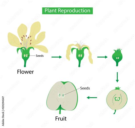 Illustration Of Biology Plant Reproduction Flowering Plants Reproduce