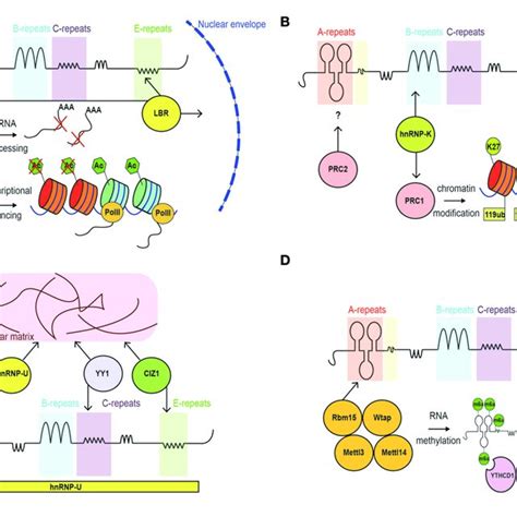 Schematic Of Xist Interacting Proteins A Factors Involved In The