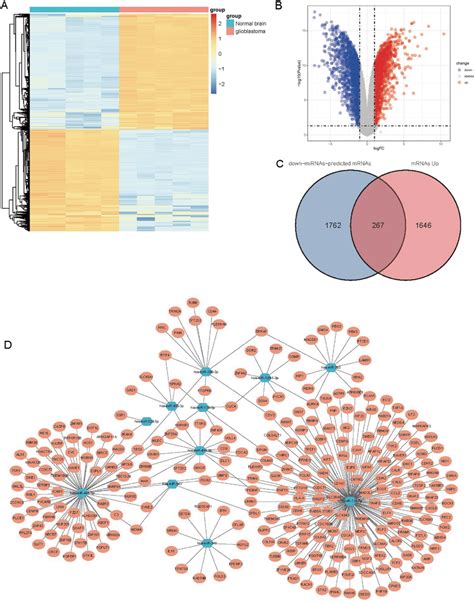 Construction Of A Gsc23 Specifically Expressed Mirna Mrna Regulatory