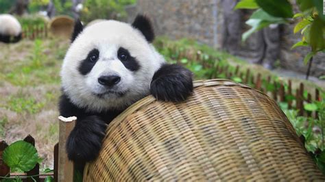 pandas gigantes ya no está en peligro de extinción dice china