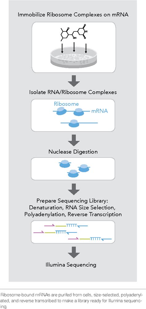 Figure 1 From Ribosome Profiling Enables Comprehensive Translation