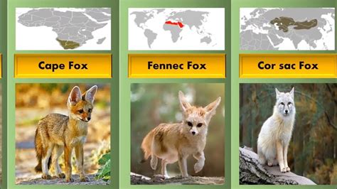 The Most Beautiful Foxes Of Different Countries Youtube