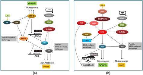 Aba Signaling Pathway In Plants