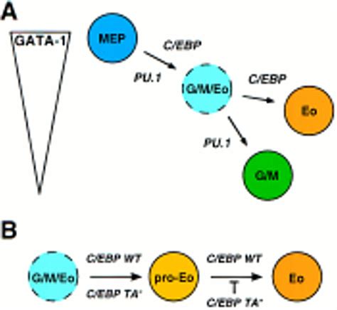 Distinct C Ebp Functions Are Required For Eosinophil Lineage Commitment