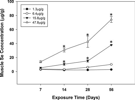 Muscle Selenium Concentrations μg G Dry Mass Measured Over Time In