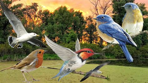 Bird Sounds Spectacular Nature Sound Relaxation Soothing Meadow Birds